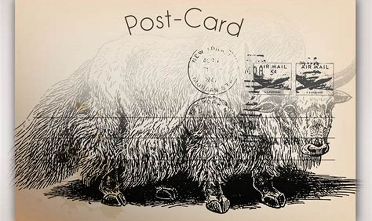Vintage Buffalo Postcards: Collectibles & History